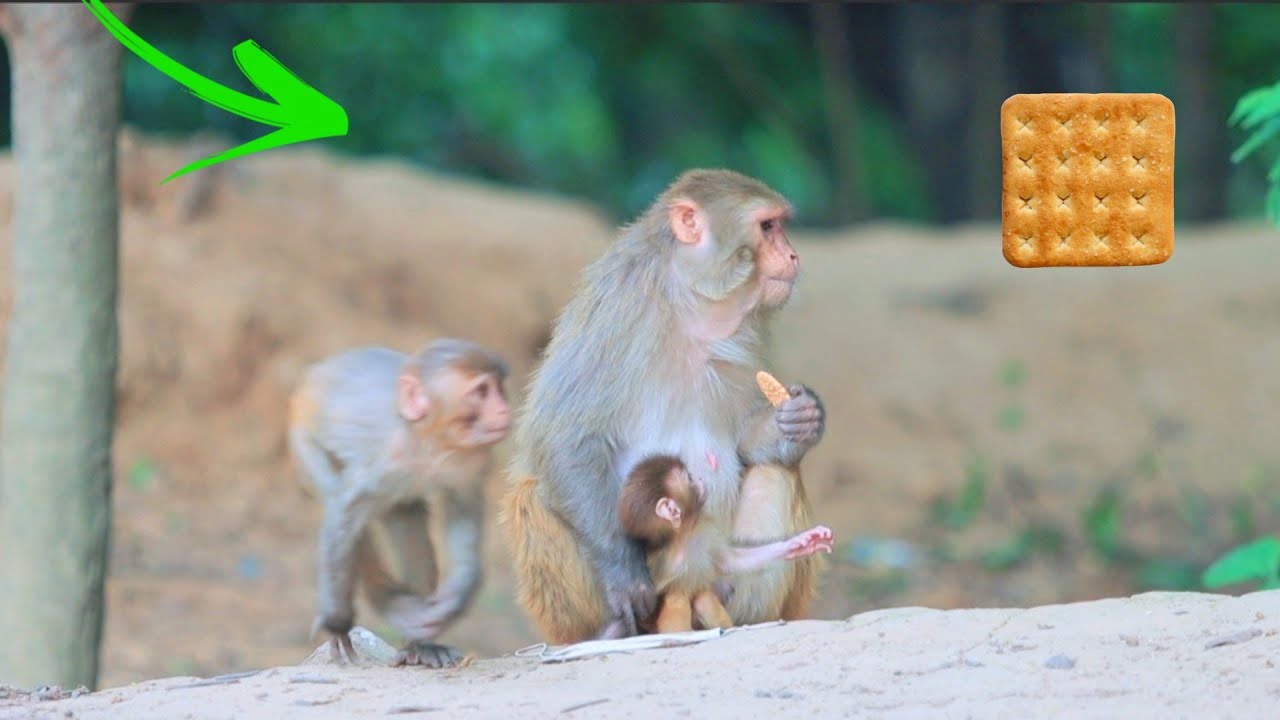 Monkeys Eating Biscuits / Monkeys Love Biscuit / Feeding Animal # ...