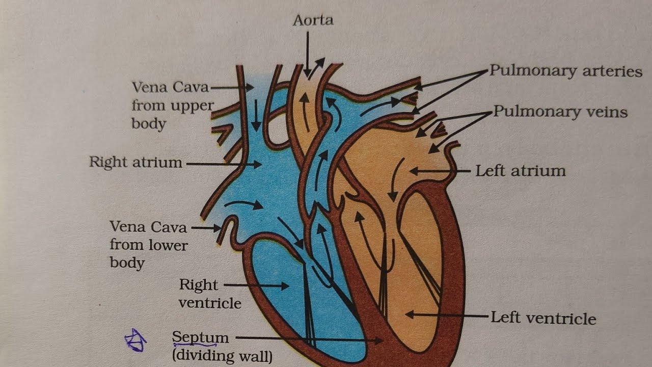 Life process class 10 topic science Our heart schematic diagram ...