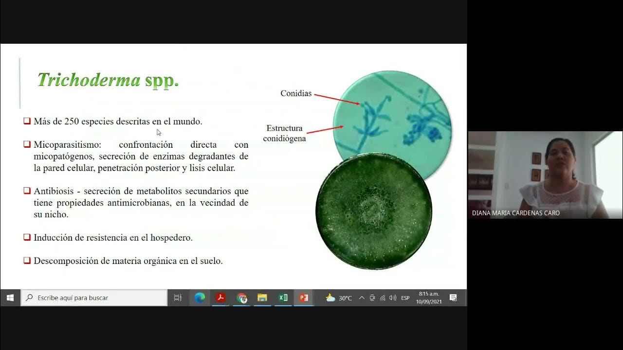 CONFERENCIAS BA&A. Bacillus y Trichoderma ¿Una mezcla exitosa en el control de fitopatógenos ...