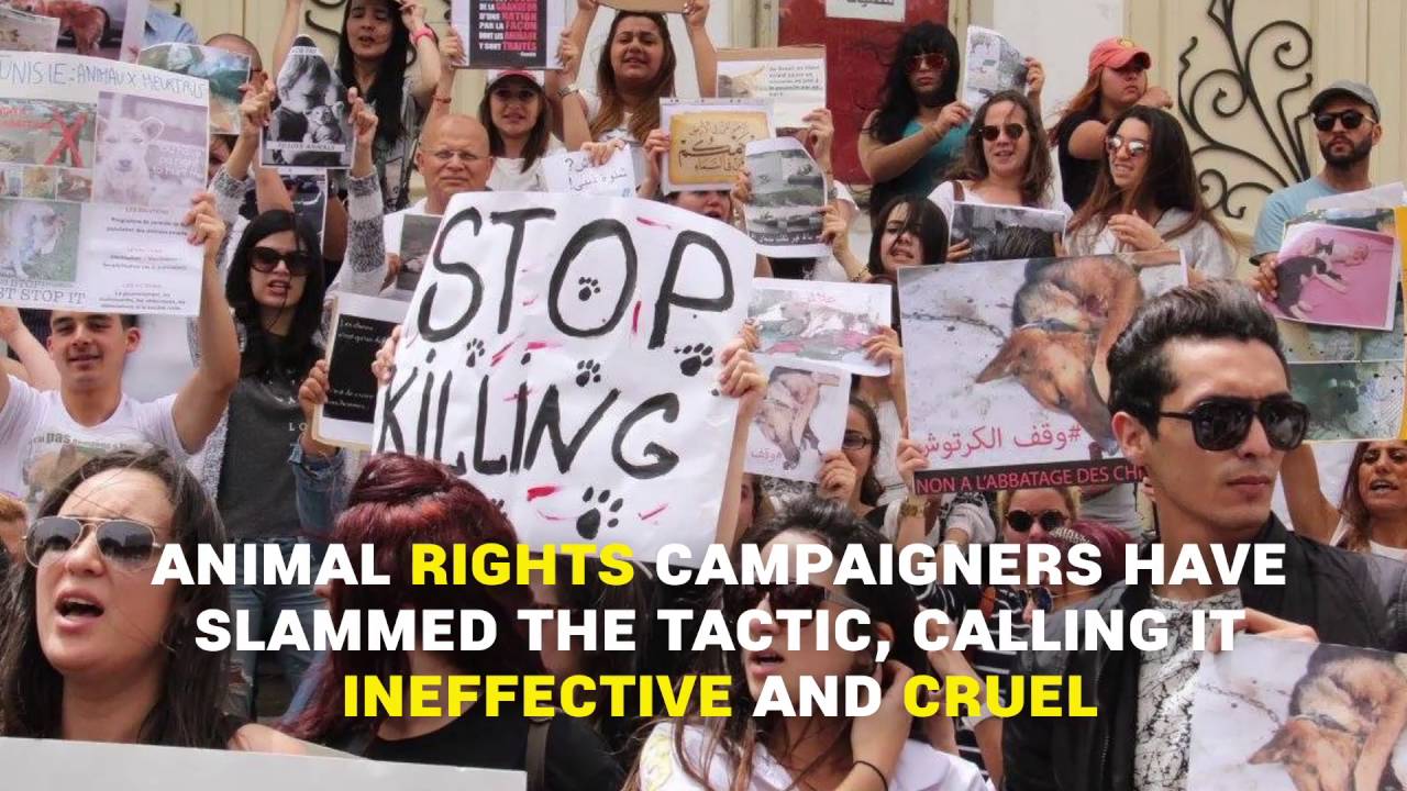 Campaigners Protest Tunisia’s Stray Dog Culls - YouTube