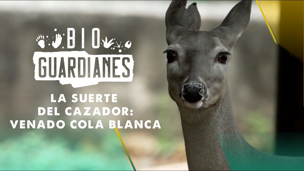 Zonas Vitales Del Venado De Cola Blanca Tipos De Ciervos: Tipos,