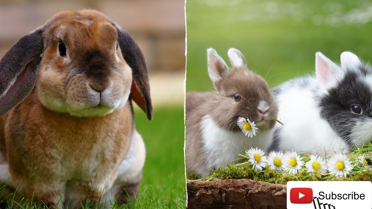 🆕funny And Cute Baby Bunny Rabbit Videos 👉 Funny Baby Bunny Rabbits ...
