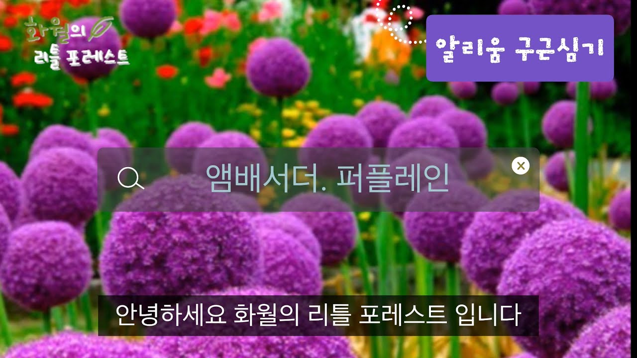 알리움 중에서 꽃이 가장 큰 엠배서드랑 귀여운 꽃이 피는 퍼플레인 구근심기 옥상정원에 알리움 구근심기 대형화분에 알리움 구근