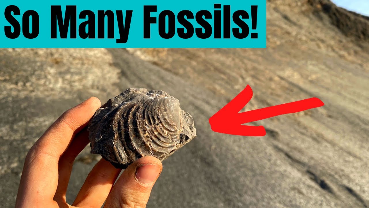 Finding TONS Of Cool Marine Fossils! - YouTube