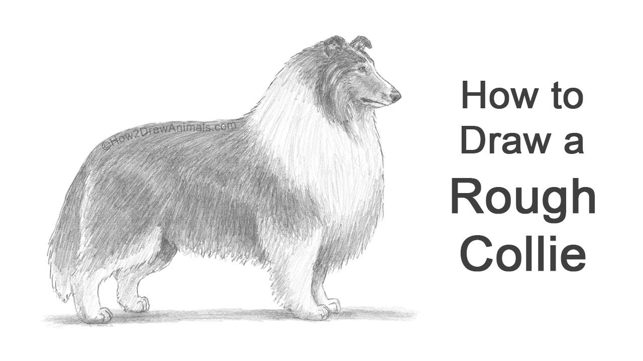 How To Draw A Dog Rough Collie YouTube How To Draw A Dog Rough Collie YouTube