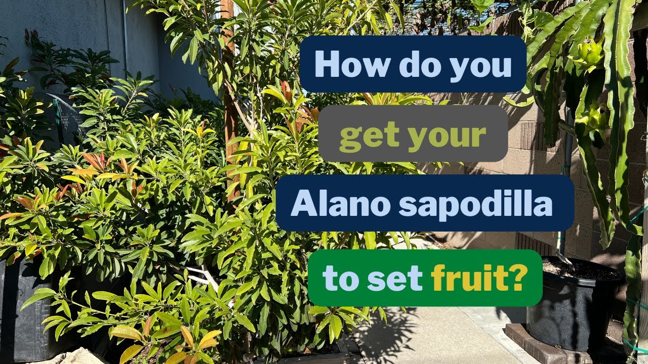 How do you get your Alano sapodilla to set fruits? - YouTube