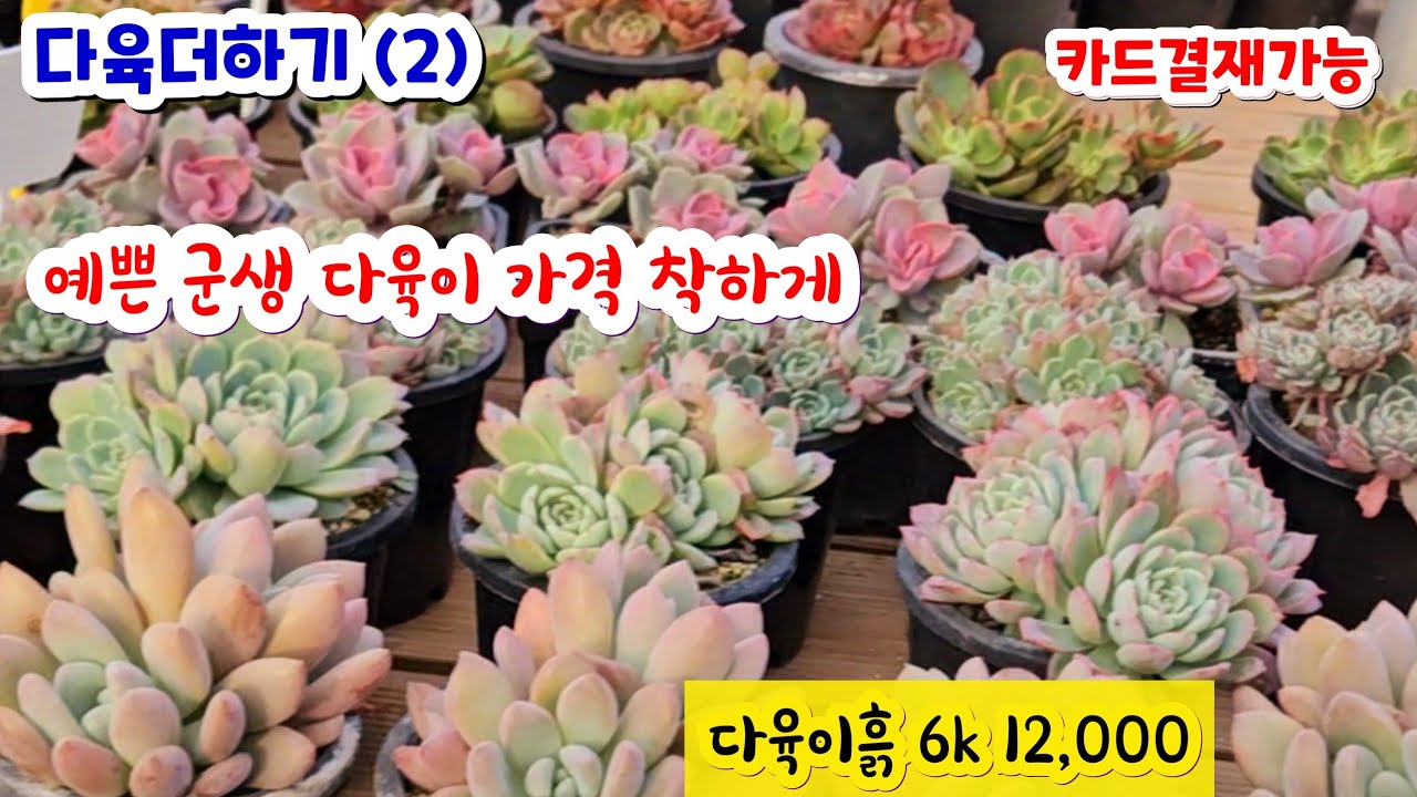 다육더하기2 묵은둥이 예쁜 군생들이 가격 착하게 들어왔네요 레드환타지아 에이핑크 웨스트레인보우 화이트턱시판 오팔리나 Youtube