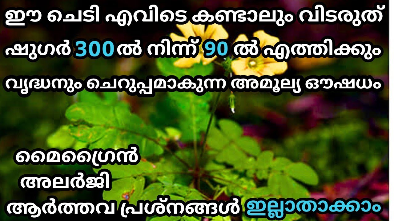 ഈ ചെടി എവിടെ കണ്ടാലും വിട്ടുകളയല്ലേ വൃദ്ധനെയും ചെറുപ്പക്കാര ...