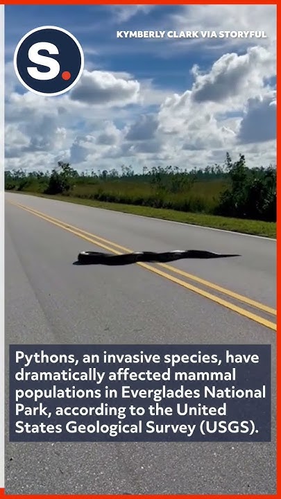 Giant Python Slithers Across Road in Everglades National Park - YouTube
