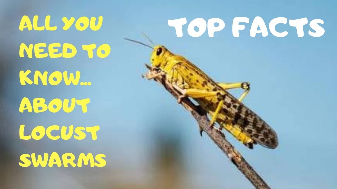 Locust Swarms | All you Need to Know about | Interesting Top facts ...