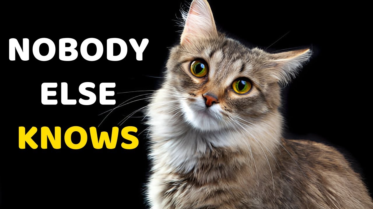 8 Secrets Your Cat Knows About You - YouTube