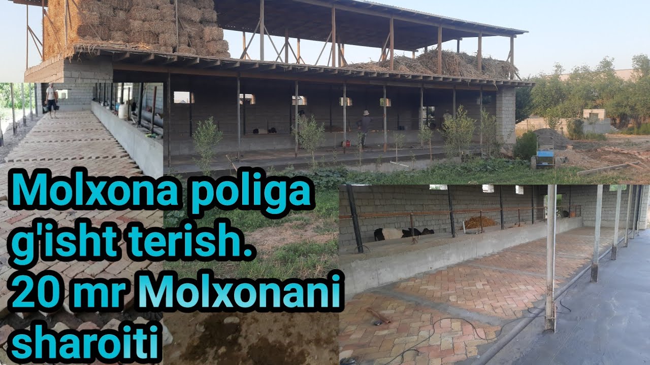 Molxona poliga g'isht terish 20 metrli molxonani sharoitlari va ...