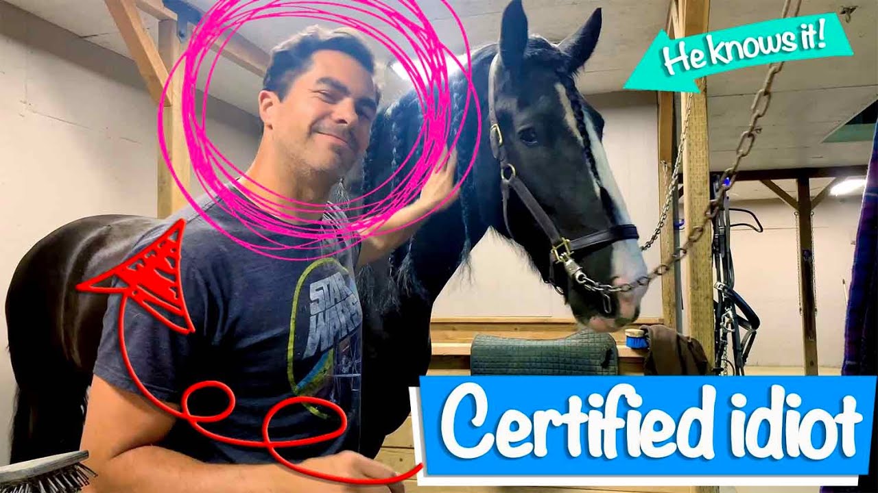 Apollo the Shire gets a Professional Crappy Bunch of Braids - YouTube