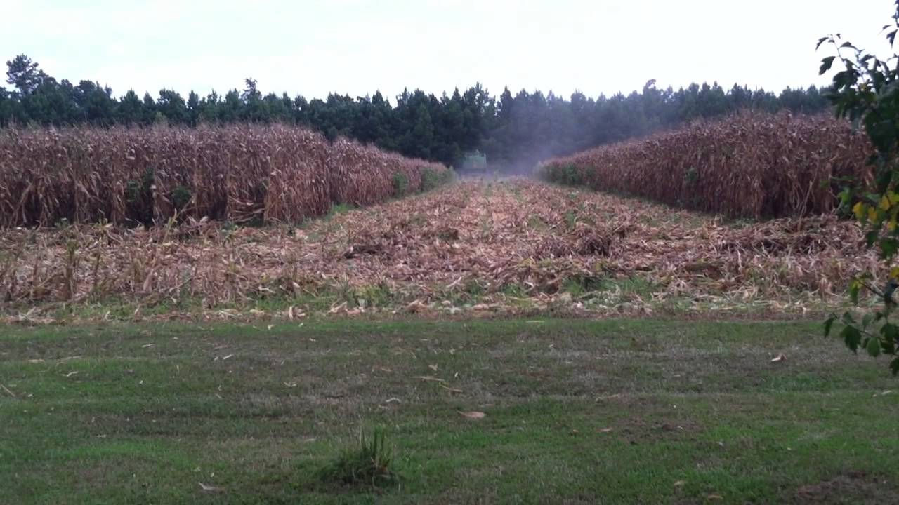 Cutting Down The Corn - YouTube