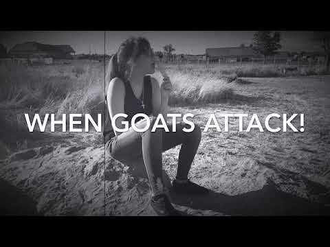 When Goats Attack! - YouTube