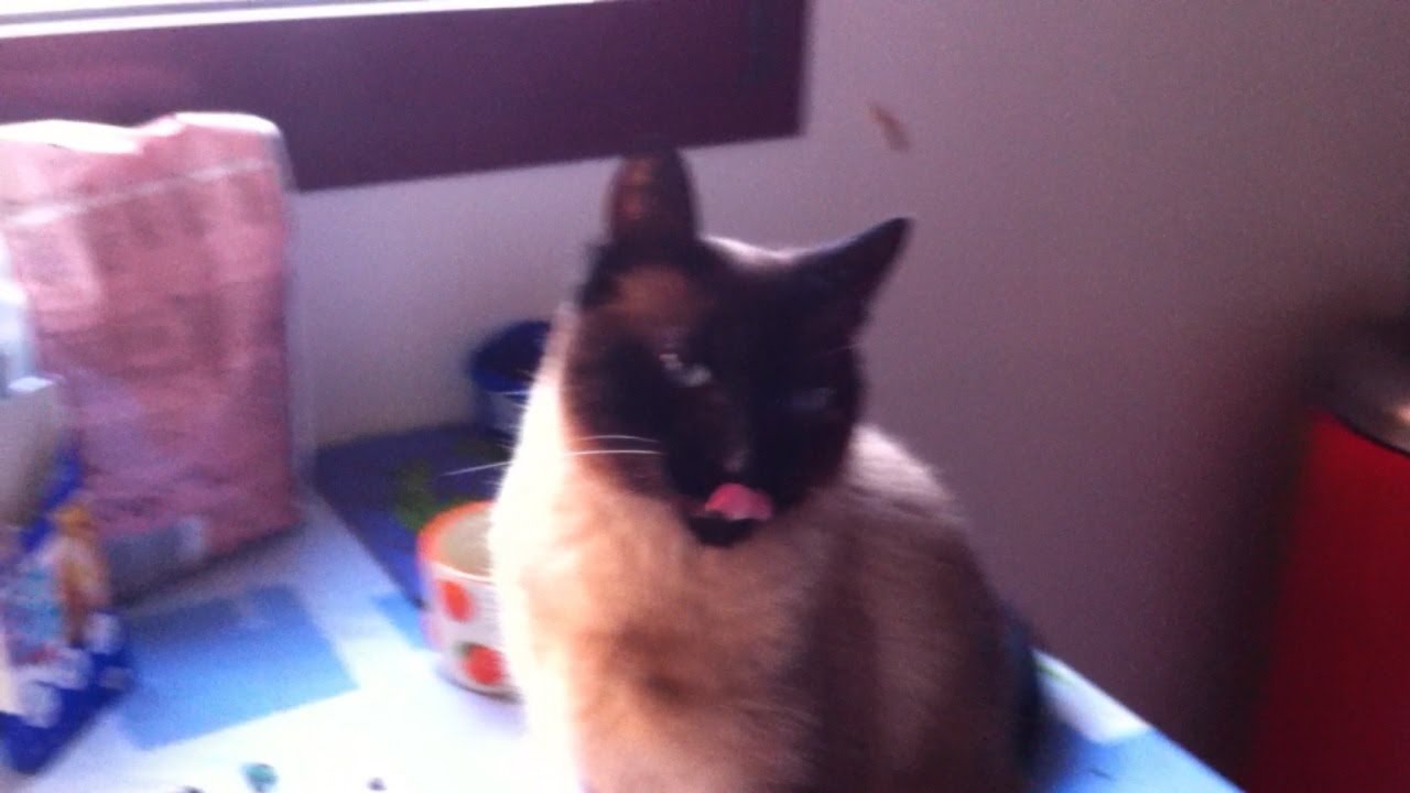 Siamese cat Mr Beanz asks for breakfast MEOW - YouTube