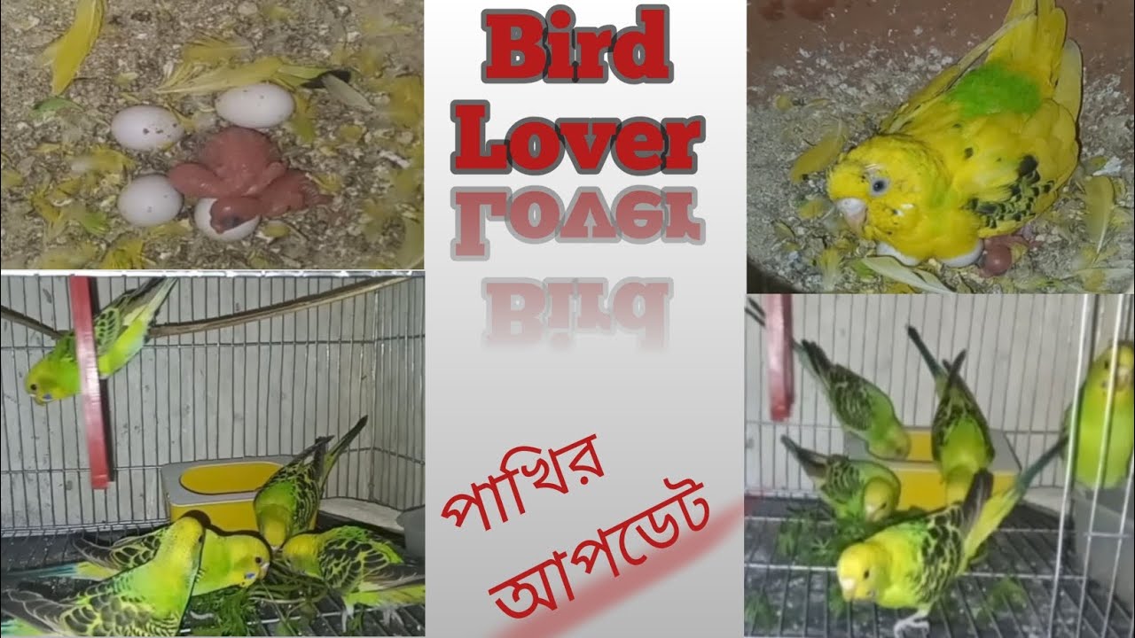 বাজিগার পাখির নতুন অতিথি। #babybird #bird #bajrigar #baby - YouTube