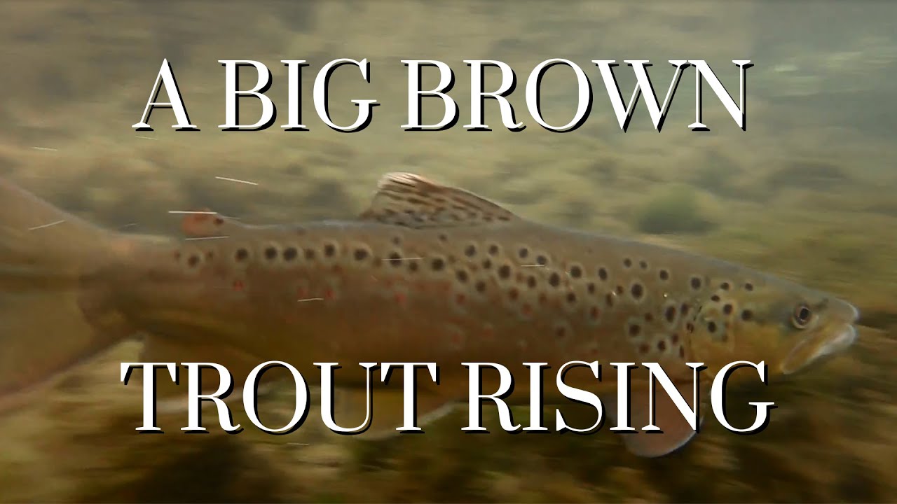 A BIG BROWN TROUT RISING - YouTube
