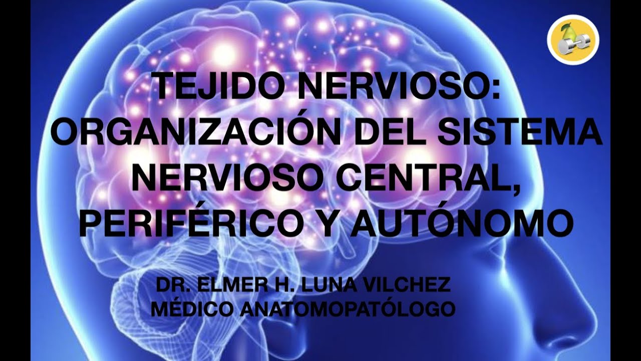 ORGANIZACIÓN DEL SNC, SNP, SNA - Dr. Elmer H. Luna Vilchez - YouTube