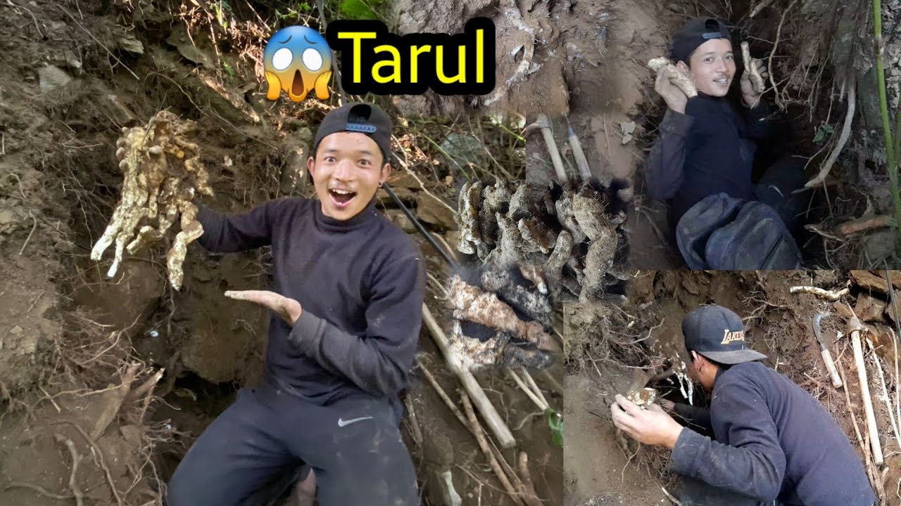 Ban tarul hamrai gauko ban pakha tirako/himalayan village life in nepal ...