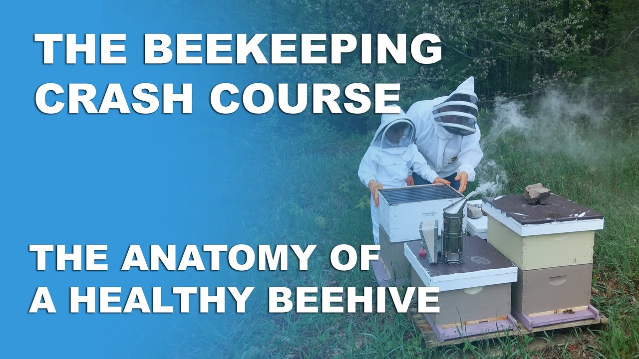 The Anatomy Of A Healthy Beehive - Beekeeping Basics Part 3 ...