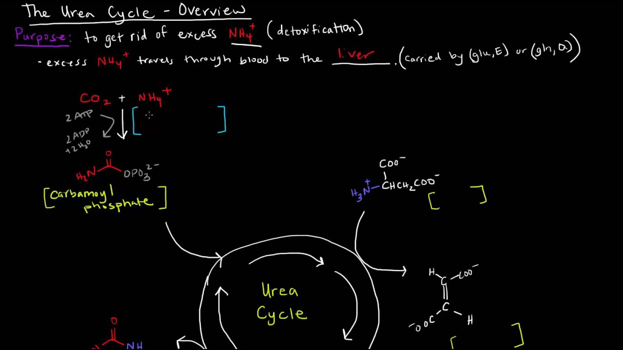 Urea Cycle (Part 1 of 5) - Overview - YouTube