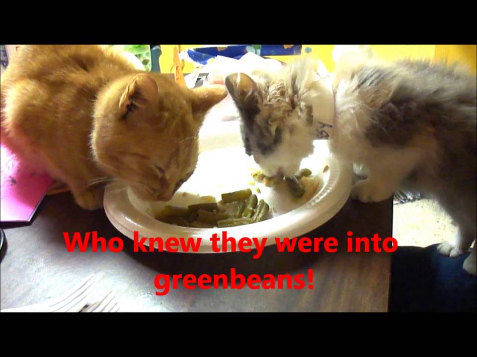 Kittens share Christmas dinner at the cat shelter - YouTube