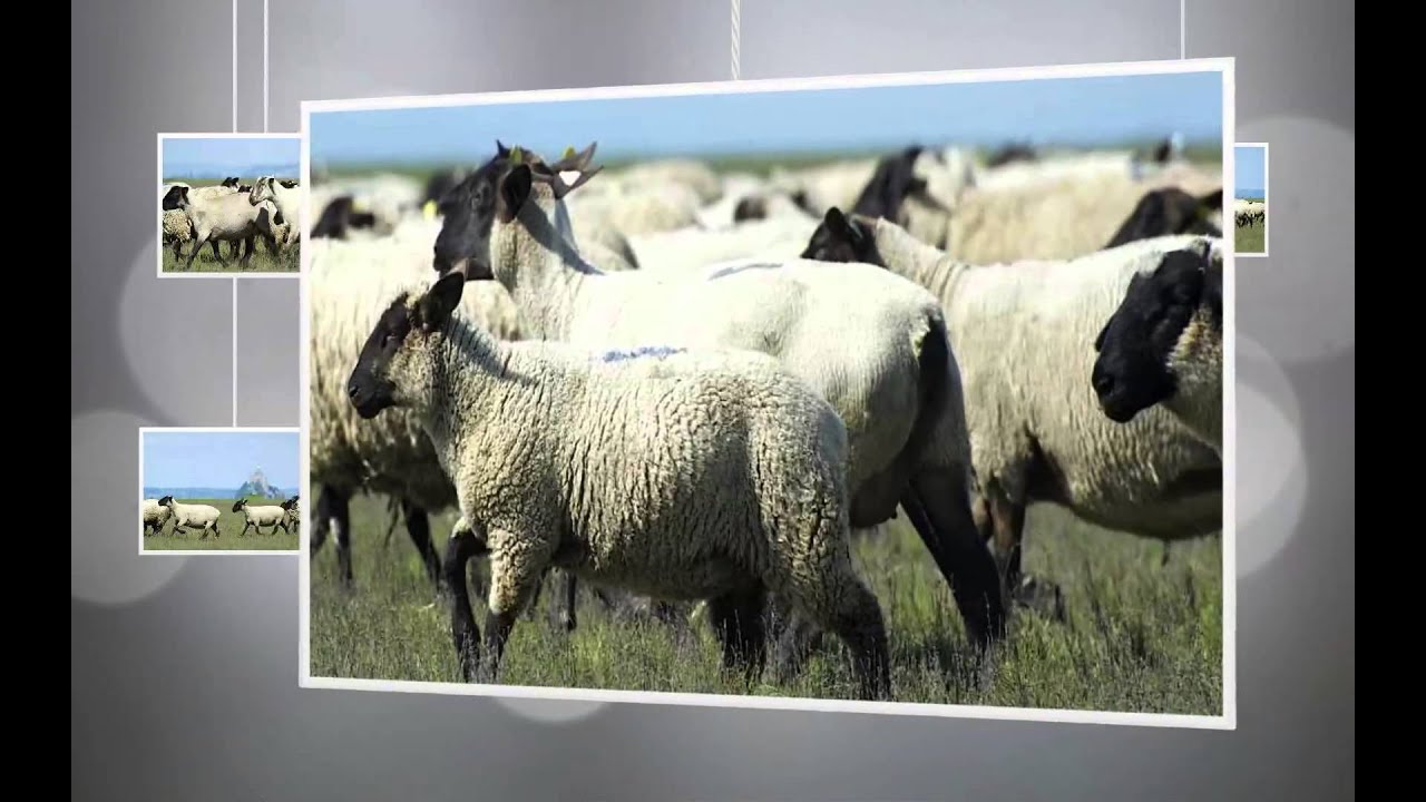 agneau pre sale du mont saint michel - herbus mont saint michel - YouTube
