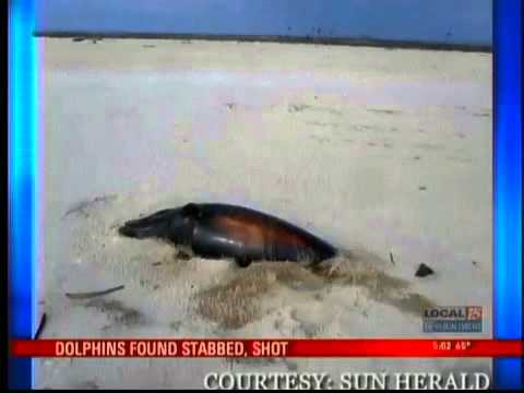 Scientist: Dolphin Killings Gruesome, Cruel and Illegal - YouTube