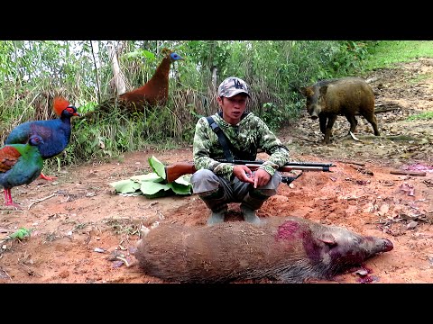 FULL😱😱BERBURU BABI HUTAN DAN PULUHAN PUYUH HUTAN, AYAM LIAR 
