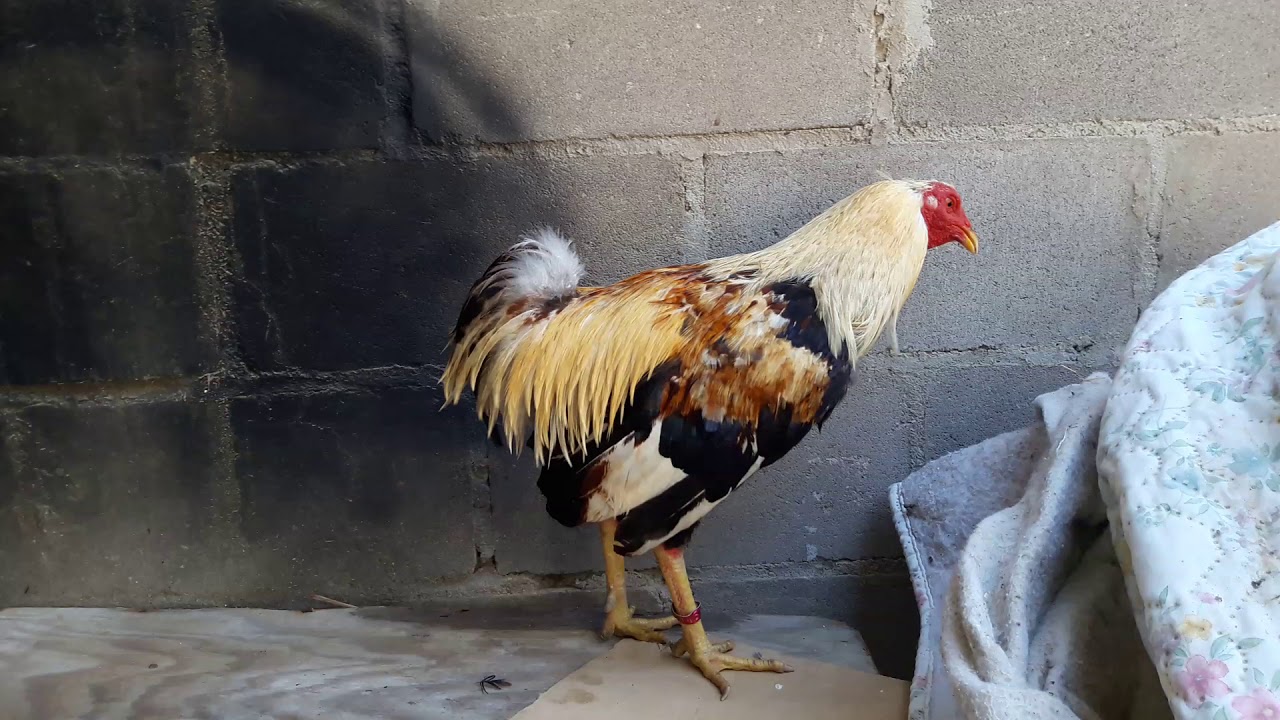 Gallo bolo - YouTube