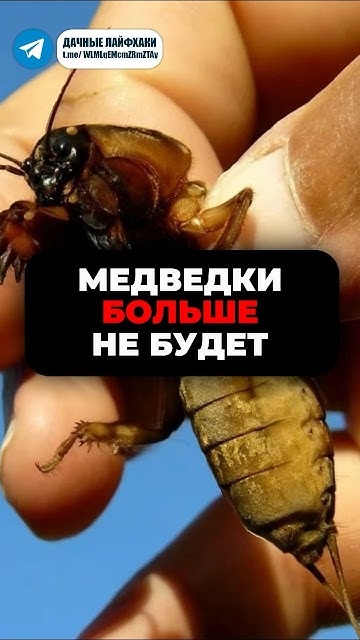 Как ИЗБАВИТЬСЯ от Медведки:Лёгкий,но действенный способ #огород #дача # ...