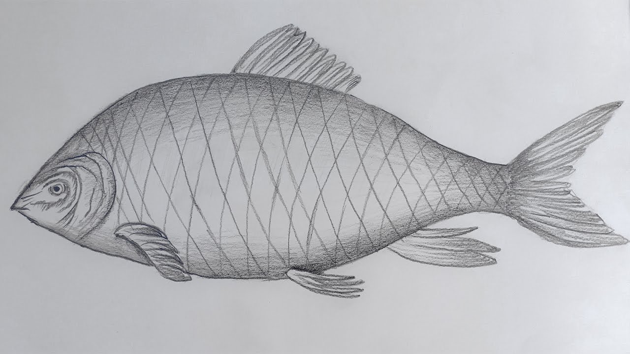 Labeo Rohita Drawing