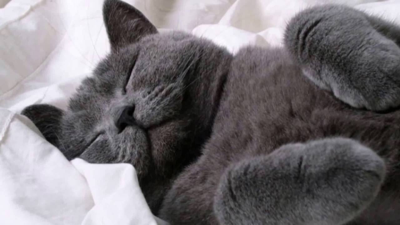 CAT THERAPY - LE FUSA RILASSANTI DEL GATTO - YouTube