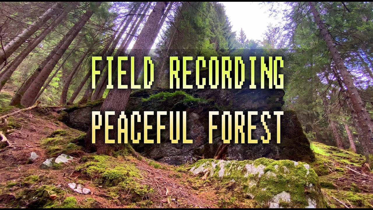 Nature Field Recording (Peaceful Forest) Meditation / Relaxation - YouTube