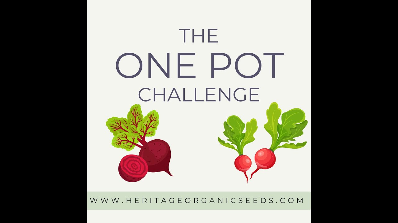 The One Pot Challenge - Day 1! - YouTube
