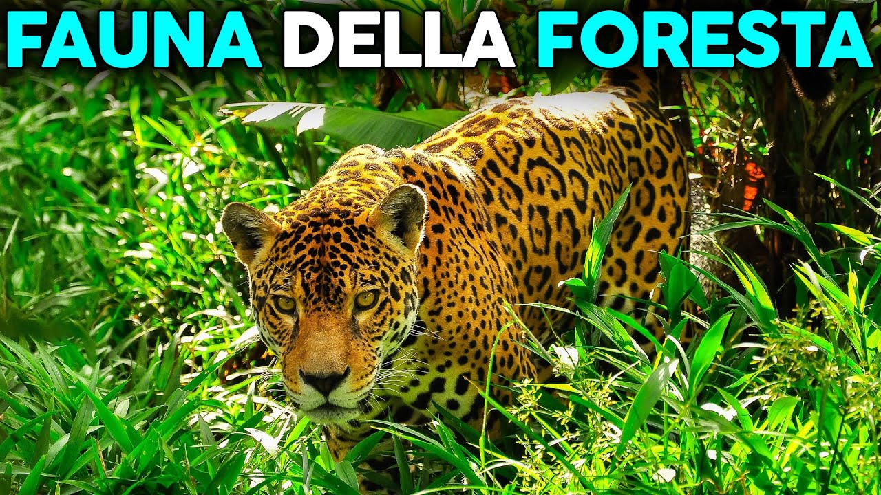 FAUNA DELLA FORESTA: ESAMINARE I RUOLI DEI MAMMIFERI NEL LORO HABITAT ...