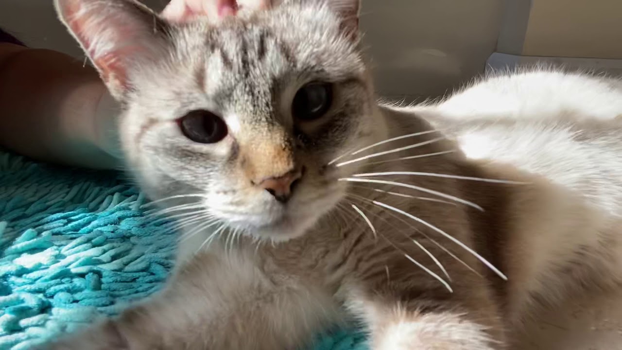 Loki the cat Purring and Petting ASMR - YouTube