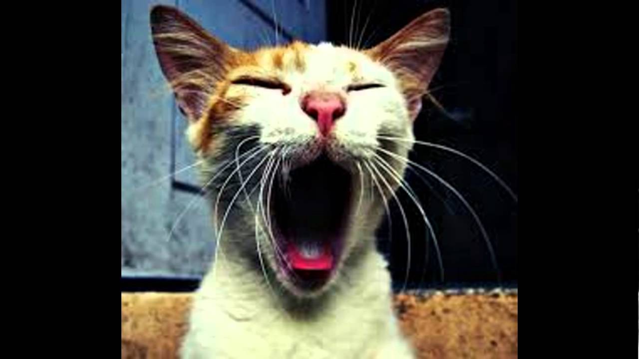 cats being dorks - YouTube