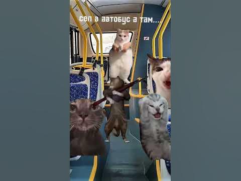 пов:я в автобусе #котики #кот #котик #коты #cat - YouTube