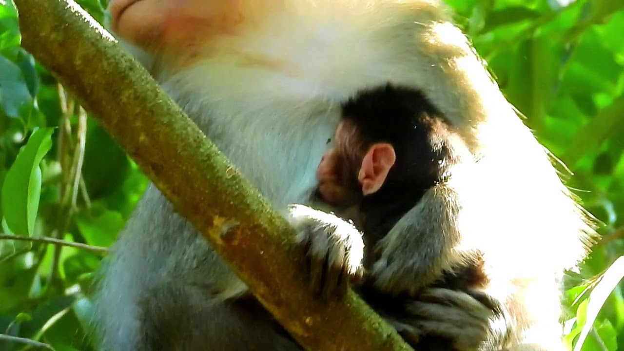 Welcome Newborn Baby Monkey And Monkey Ana - YouTube