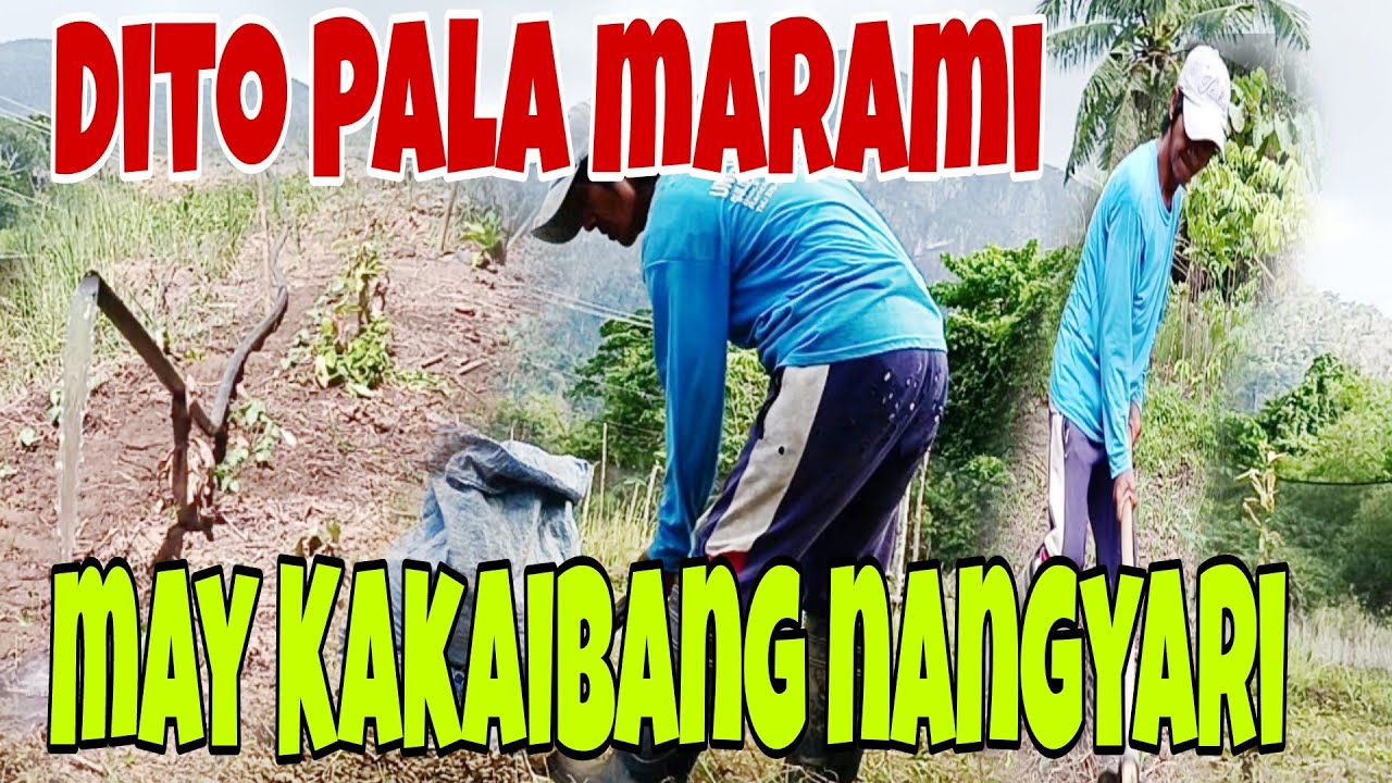 May Sumira Sa TANIM Kong Papaya/ Paggawa NG Organic Pataba/Buhay ...