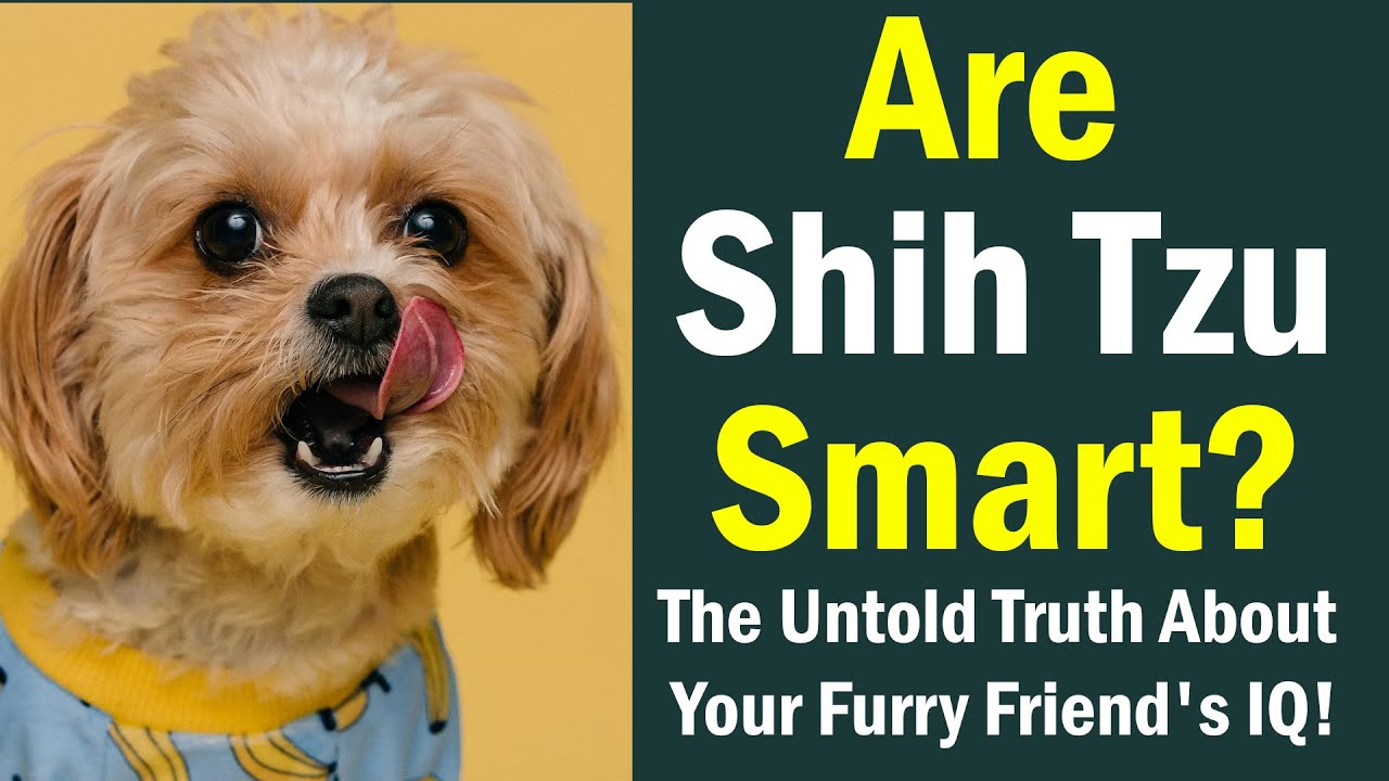 Are Shih Tzu Smart? The Untold Truth About Your Furry Friend's IQ ...