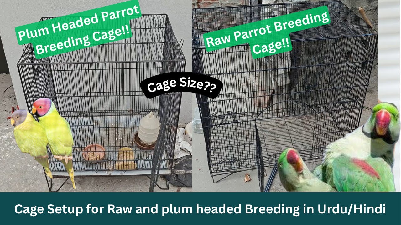 Cage size for Raw Breeding Parrot or Plum Headed parrot? Raw breeding ...