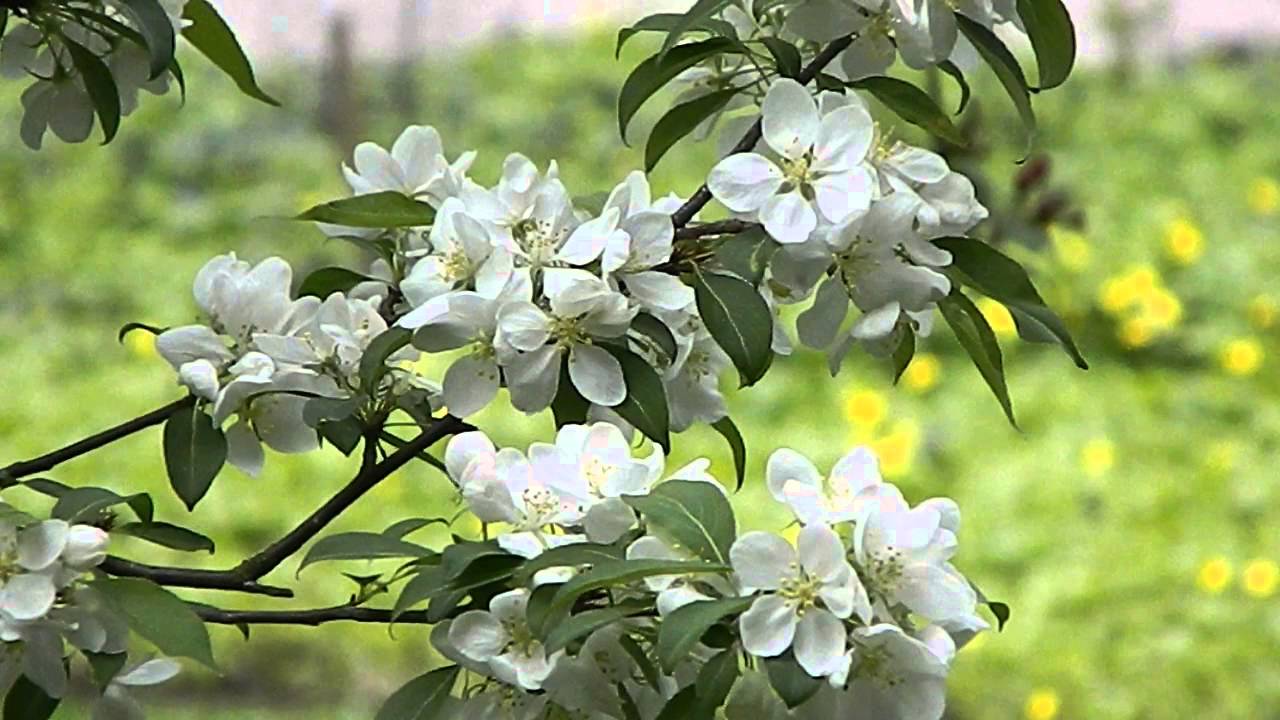 Malus spectabilis - YouTube