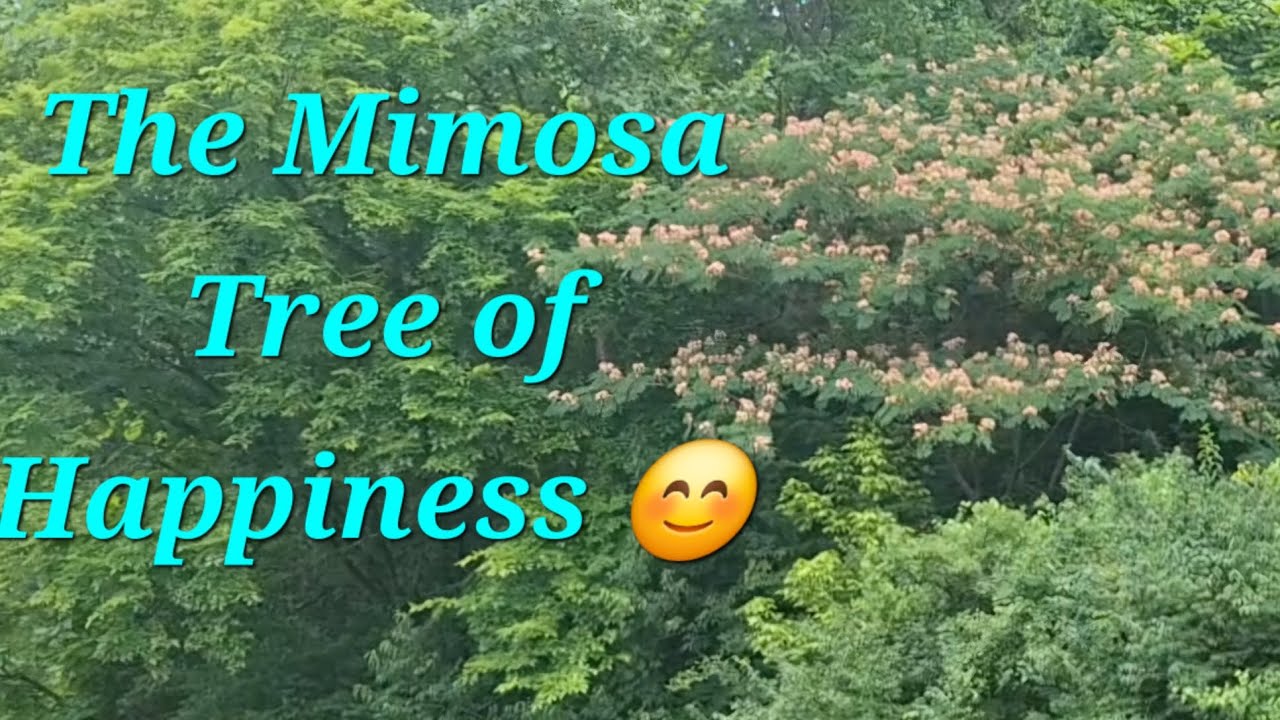 The Mimosa Tree of Happiness 😊 - YouTube
