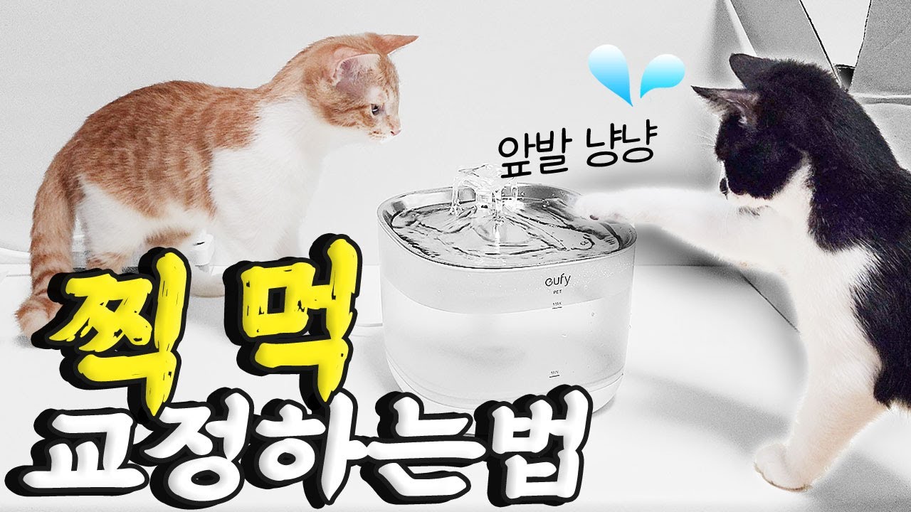 아기 고양이가 자꾸 앞발로 물을 찍어먹어요 아기 고양이 행동 교정치료하기 과연 유피정수기 고양이정수기