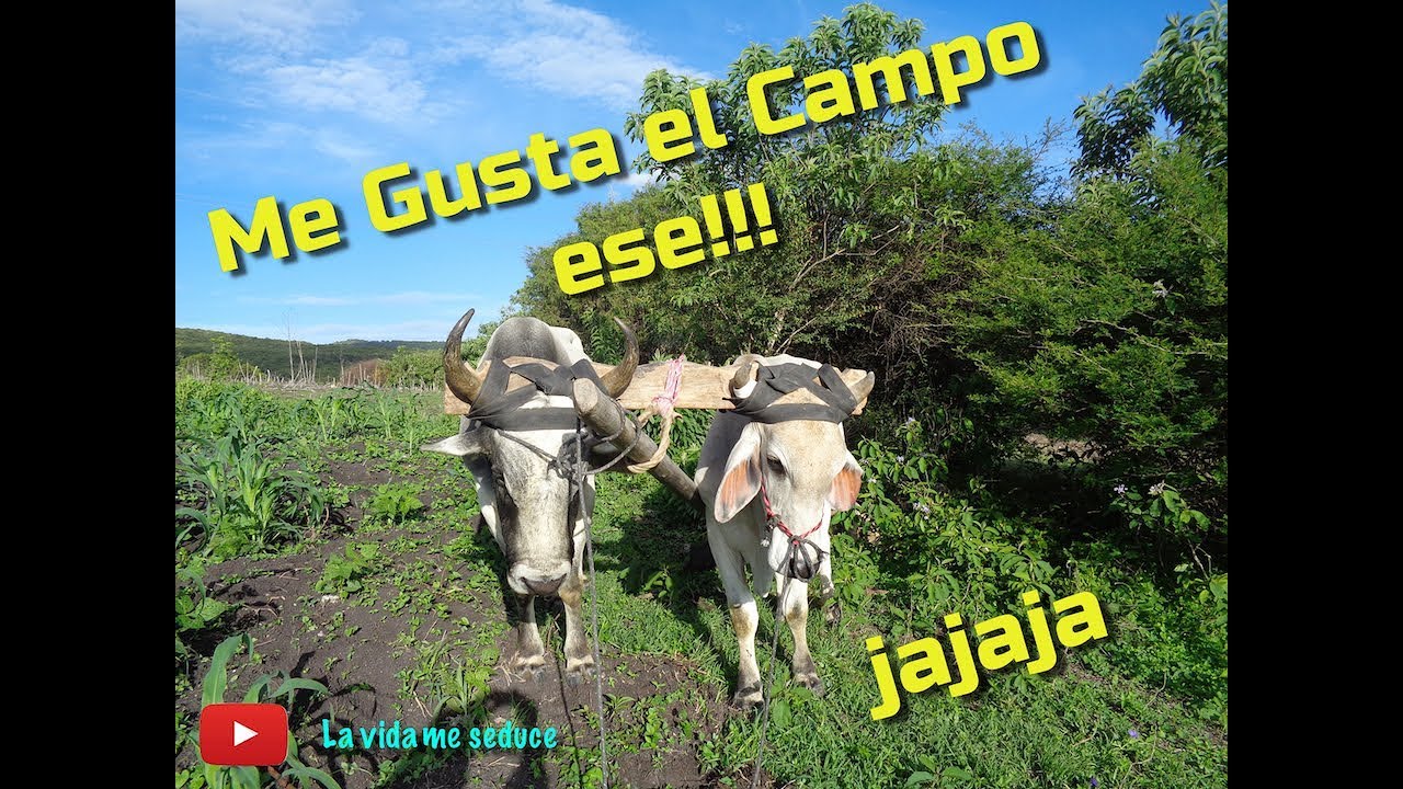 Trabajando con la YUNTA!! Agricultura en los pueblos de México - YouTube