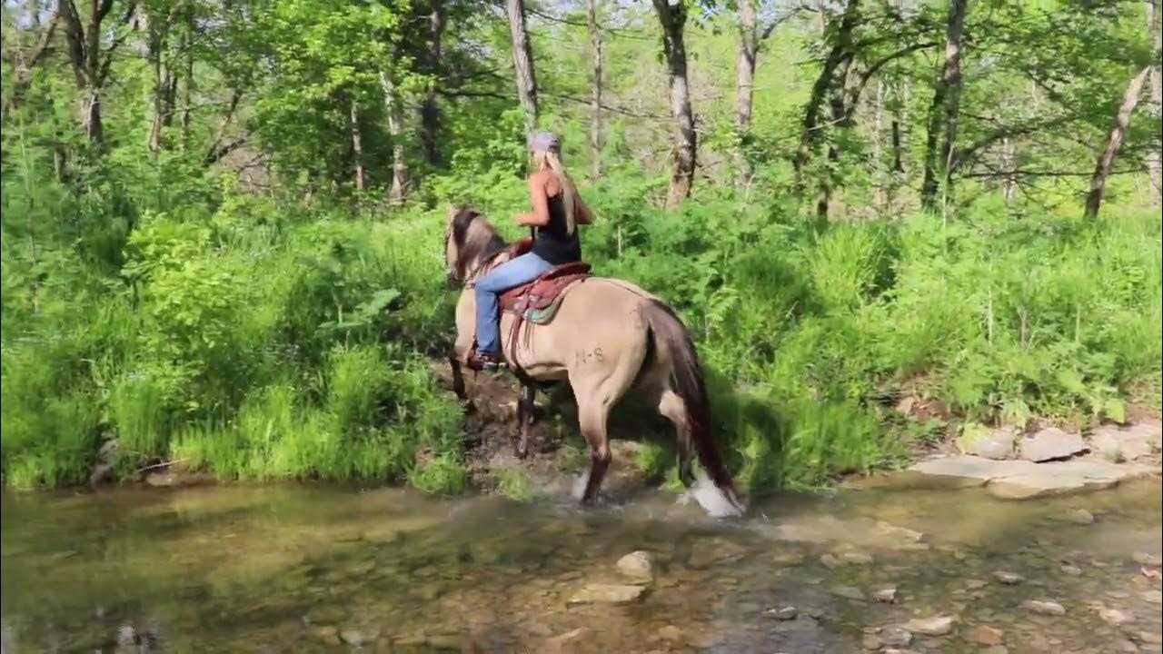 REALLY BROKE DUNSKIN QUARTER HORSE GELDING, TEAM ROPE, RANCH, TRAIL ...