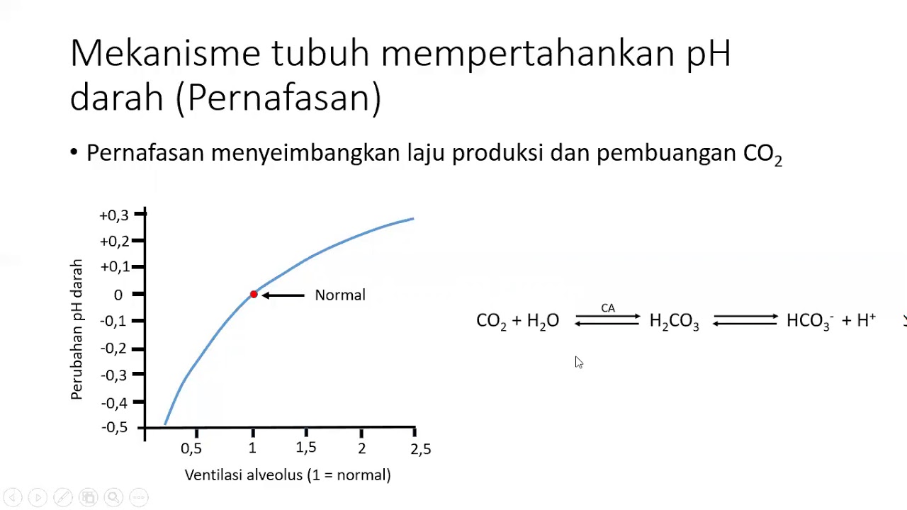 Pengaturan pH darah - YouTube